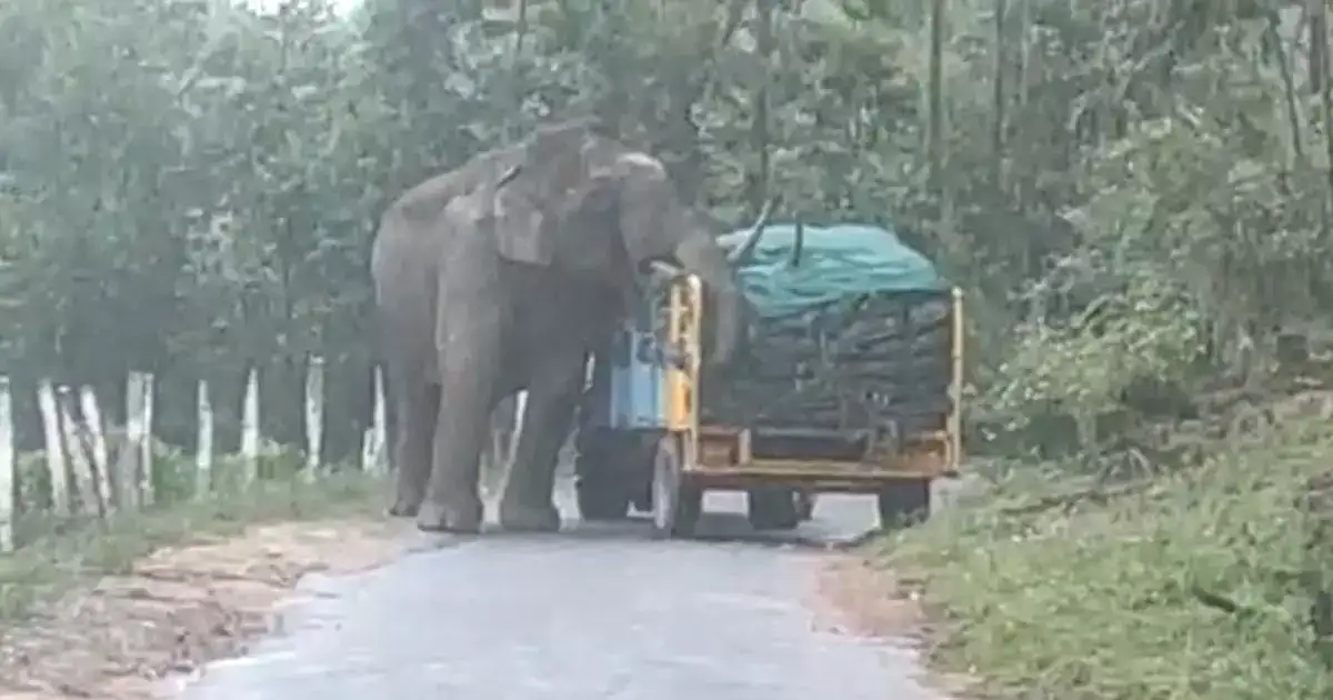 Padayappa Elephant,ട്രാക്ടർ തടഞ്ഞ് 'പടയപ്പ'; പുള്ളയാരപ്പാ ഒന്നും ...