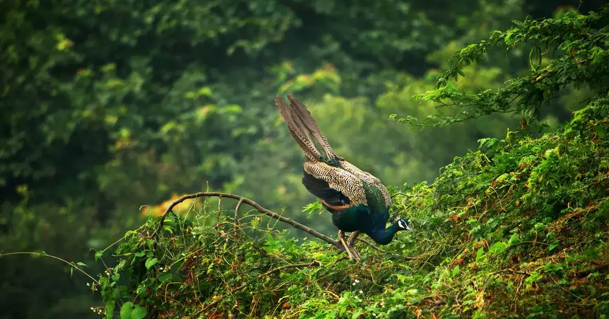 Morachi Chincholi: హైదరాబాద్ వాసులకు సూపర్ వీకెండ్ స్పాట్ ఇది ...