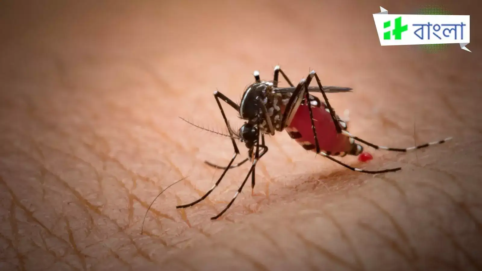 Dengue Treatment Guidelines By WHO,ডেঙ্গির চিকিৎসায় গাইডলাইন প্রকাশ ...