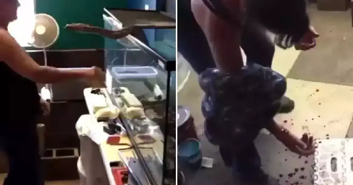 Python Snake Attacks,Video: पिंजऱ्यातून काढताच अजगरानं केलं रक्तबंबाळ, कसा वाचवला महिलेचा जीव ...