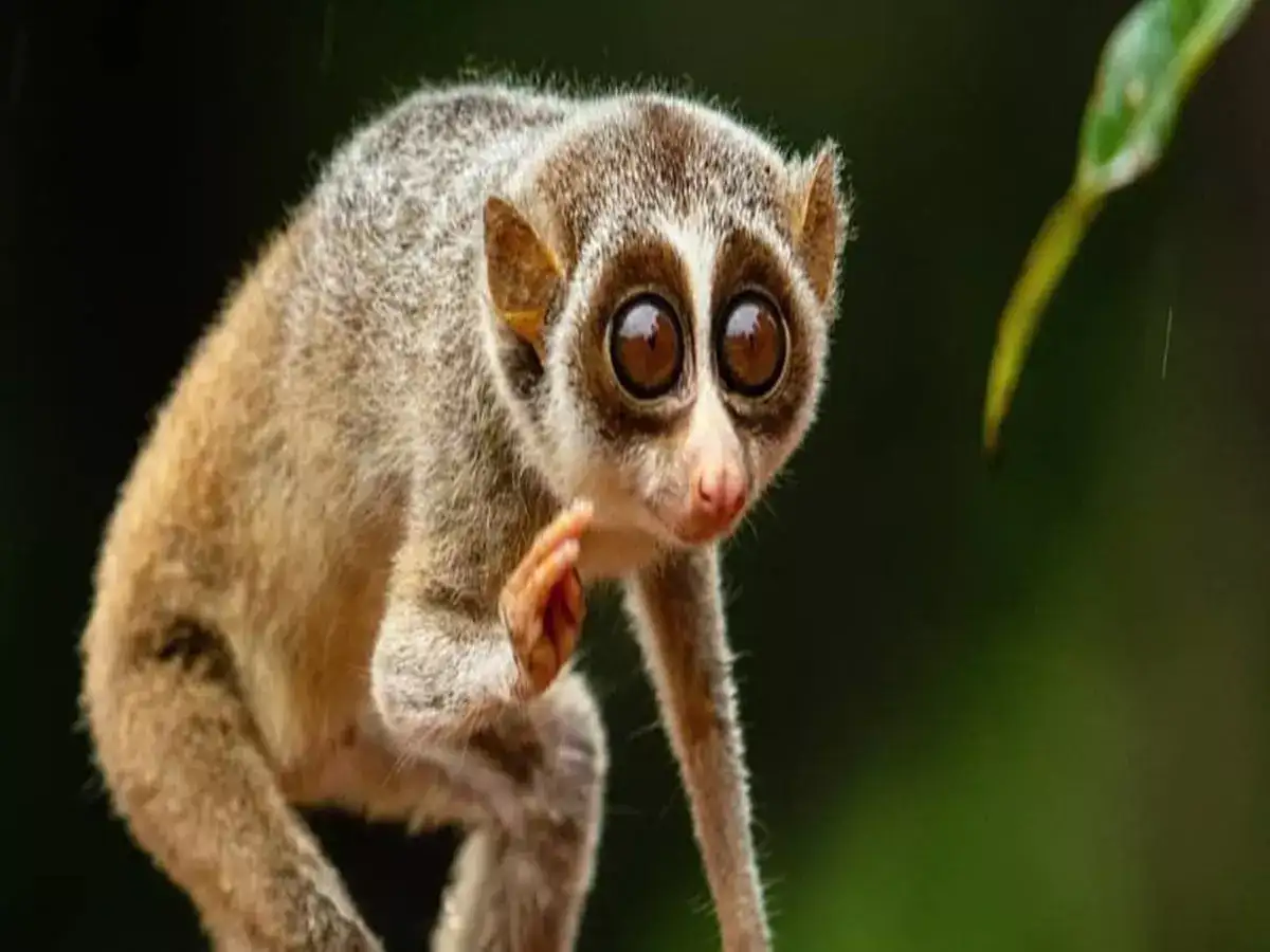 Kadavur Slender Loris Sanctuary,தமிழகத்தில் அமையும் இந்தியாவின் முதல் ...