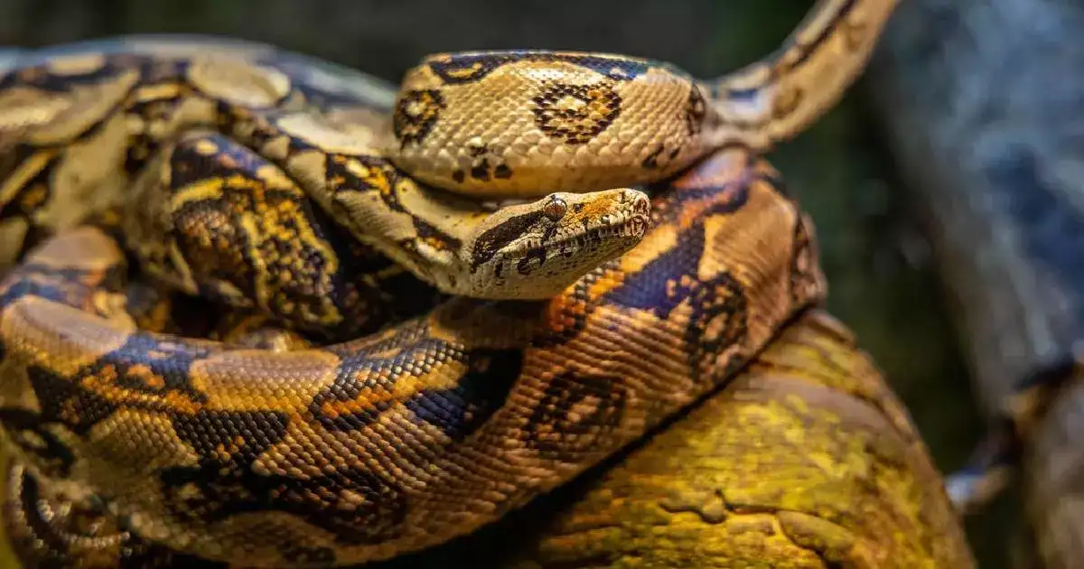 Snake In Bathroom,കുളിമുറിയില്‍ 12 അടി നീളമുള്ള പെരുമ്പാമ്പ്; പേടിച്ച് ...