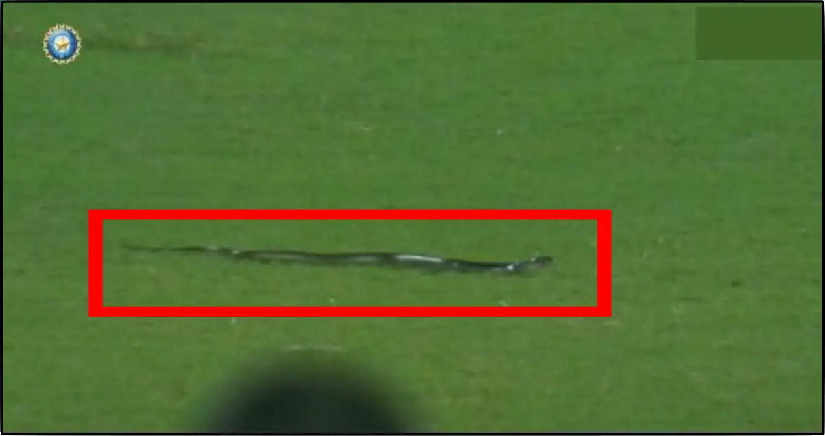 Snake Into The Stadium,IND vs SA: లైవ్ క్రికెట్ మ్యాచ్‌లో 'పాము'ను ...