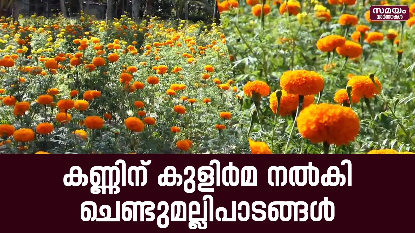 Onam Flowers,മഞ്ഞയും ഓറഞ്ചും നിറങ്ങളിലുള്ള ചെണ്ടുമല്ലി, 50 സെന്‍റിൽ പൂ ...