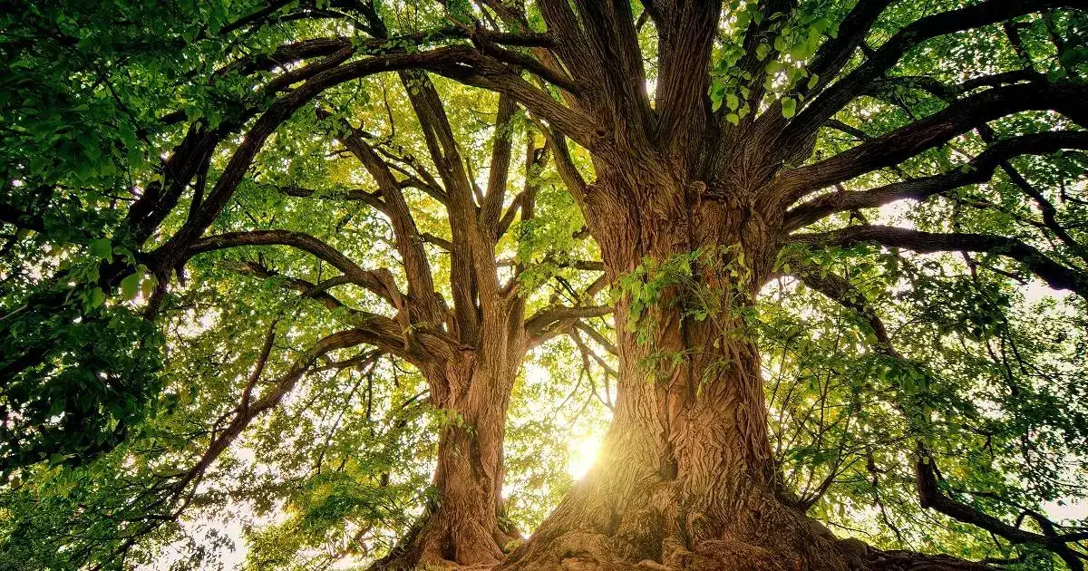 Parijat Tree Barabanki History,यूपी के इस गांव में है स्वर्ग से टपका एक ...