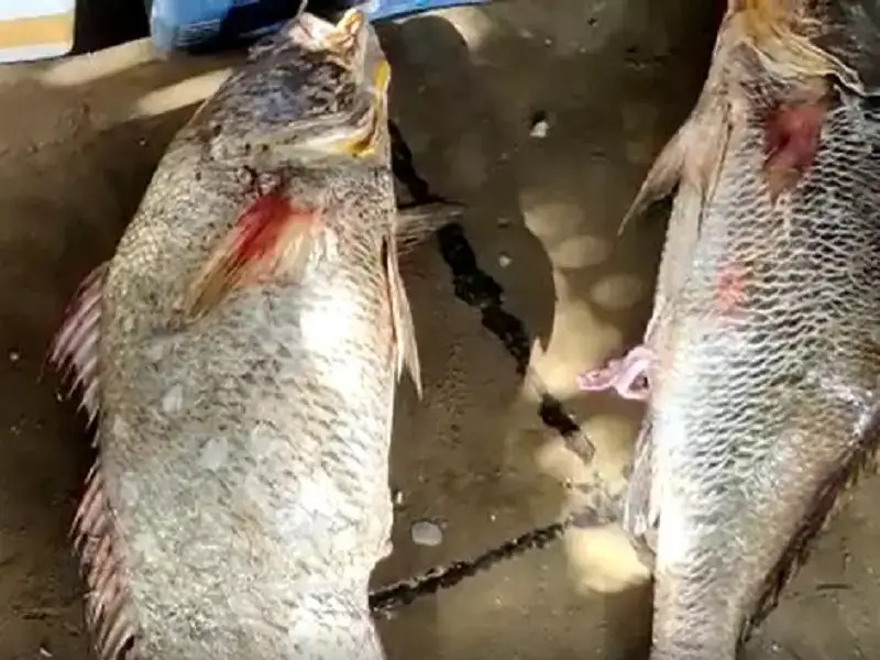 Kachidi Fish,లక్కీ ఫెలో.. వెరీ కాస్ట్లీ ఫిష్ చిక్కేసింది.. ధరెంతో ...