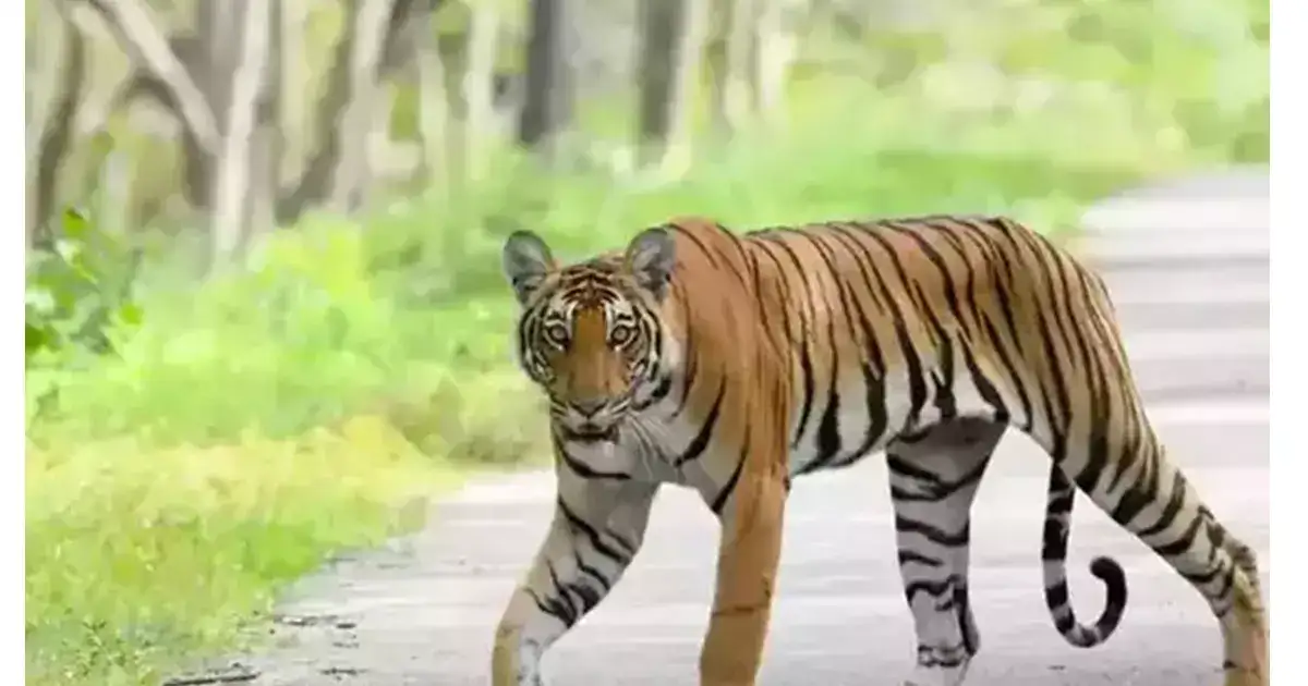 Wayanad Tiger,വയനാട് കൃഷ്ണഗിരിയിൽ വീണ്ടു കടുവയുടെ ആക്രമണം: ആടുക ...