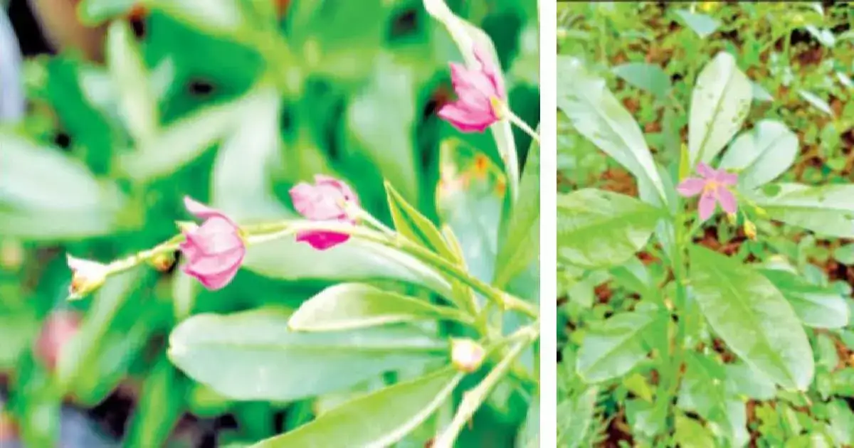 ಮಂಗಳೂರು: ಸದಾ ಫಸಲು ಕೊಡುವ ನೆಲಬಸಳೆ - ಕೃಷಿಕರಲ್ಲಿ ಹೊಸ ಭರವಸೆ - ever yielding ...