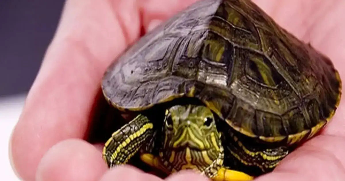 In Which Direction Should We Keep Metal Turtle,Vastu Tips వాస్తు ...