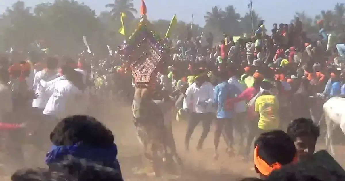 Erudhu Vidum Vizha,கிருஷ்ணகிரியில் எருதுவிடும் விழா தொடக்கம் ...