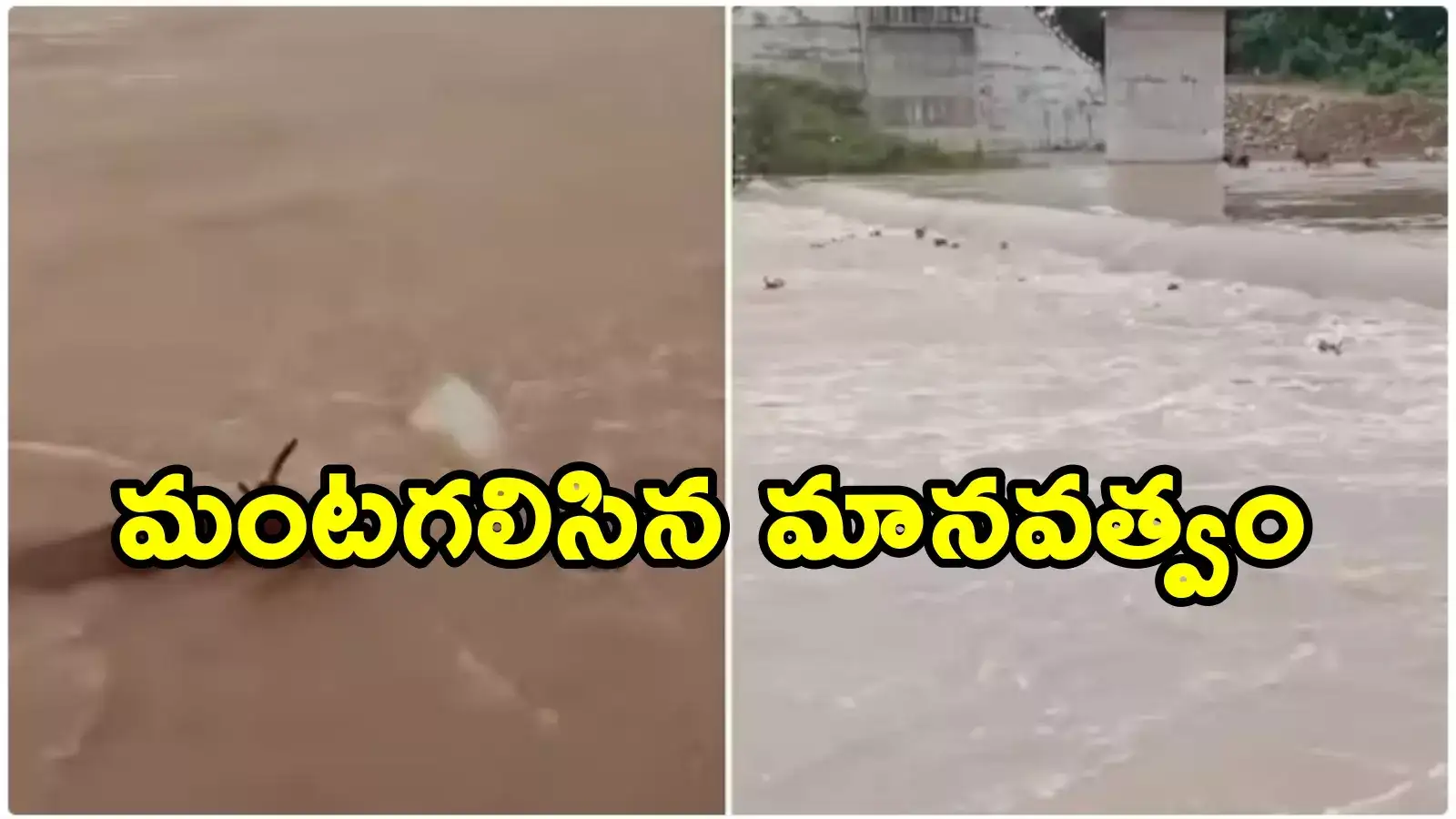 Cows Thrown Into River,దారుణం.. ఉద్ధృతంగా ప్రవహిస్తోన్న నదిలో 50 ఆవులను ...