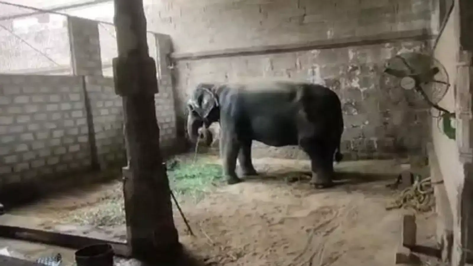 nellaiappar temple gandhimathi elephant : நெல்லையப்பர் கோவில் ...