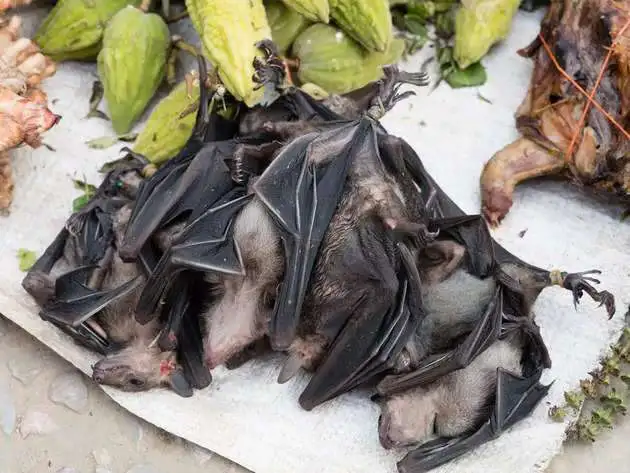 Bat Meat Festival In India,మన దేశంలో కూడా గబ్బిలాలను చంపి తింటారు ...