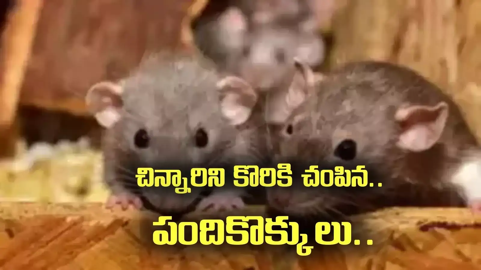 Palnadu Pandikokku,ఊయలలోని చిన్నారిని కొరికి చంపిన పందికొక్కులు ...