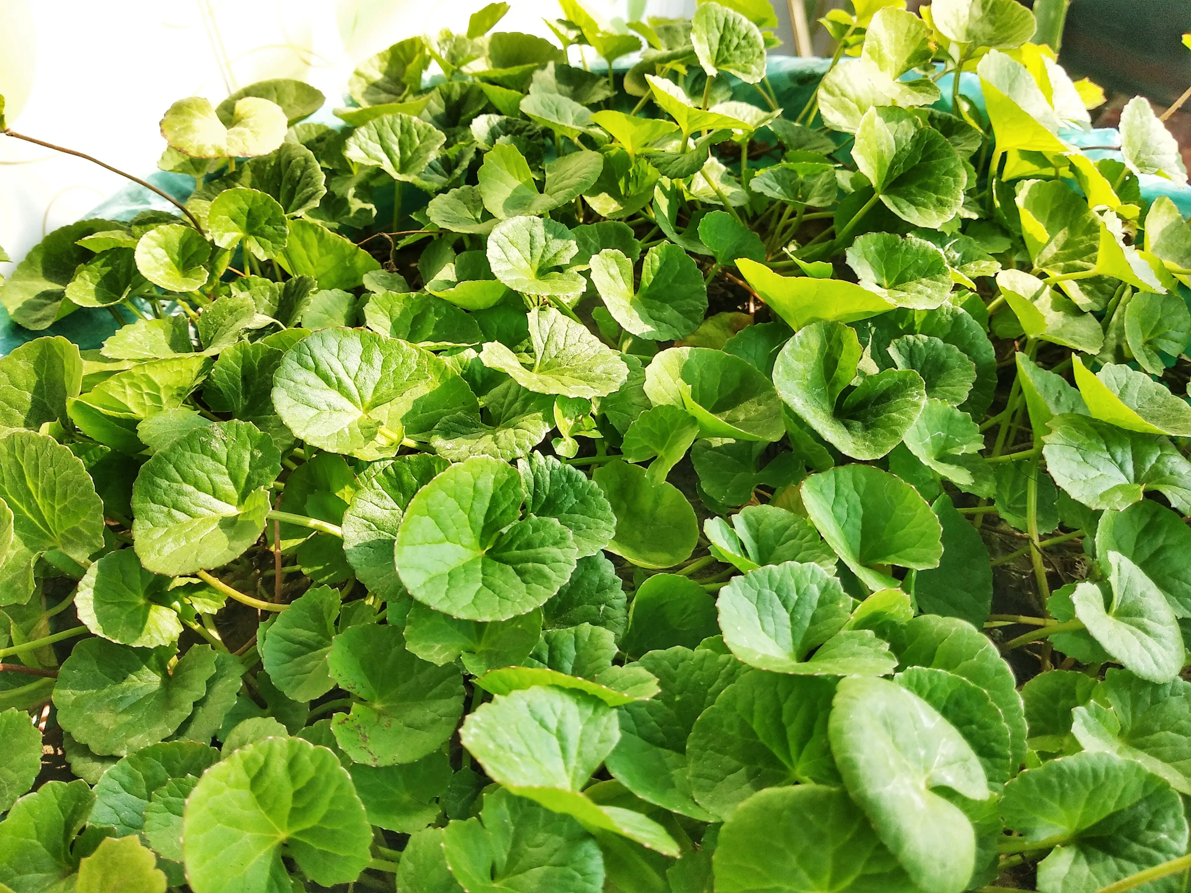 Benefits Of Vallarai,நினைவுத்திறனை அதிகரிக்க வல்லாரை ஆனா இன்னும் நிறைய ...