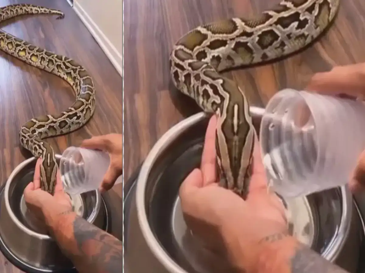 Python Drinking Water,மலைபாம்பு செய்யும் இந்த விஷயத்தை வீடியோவில் பார்த்தால் உங்களுக்கு நிச்சயம் ...
