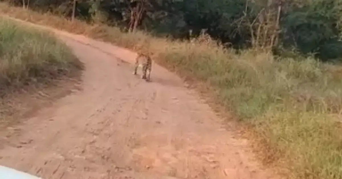 dreaded leopard roaming near cheetahs enclosure in kuno jungle watch video-चीतों पर मंडराया बड़ा ...