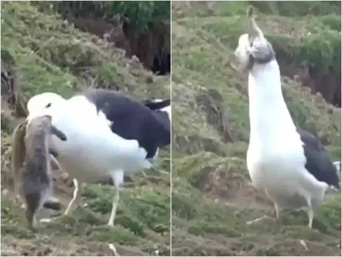 Seagull Swallows A Whole Rabbit,Shocking Video: पक्षानं आधी सशाला काढलं ...