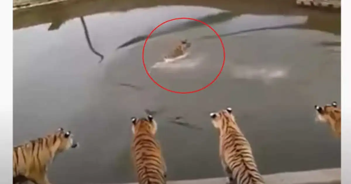 Tigers Vs Duck,Video: एकट्या बदकानं दिलं १२ वाघांना आव्हान, ‘ही’ टेकनिक ...