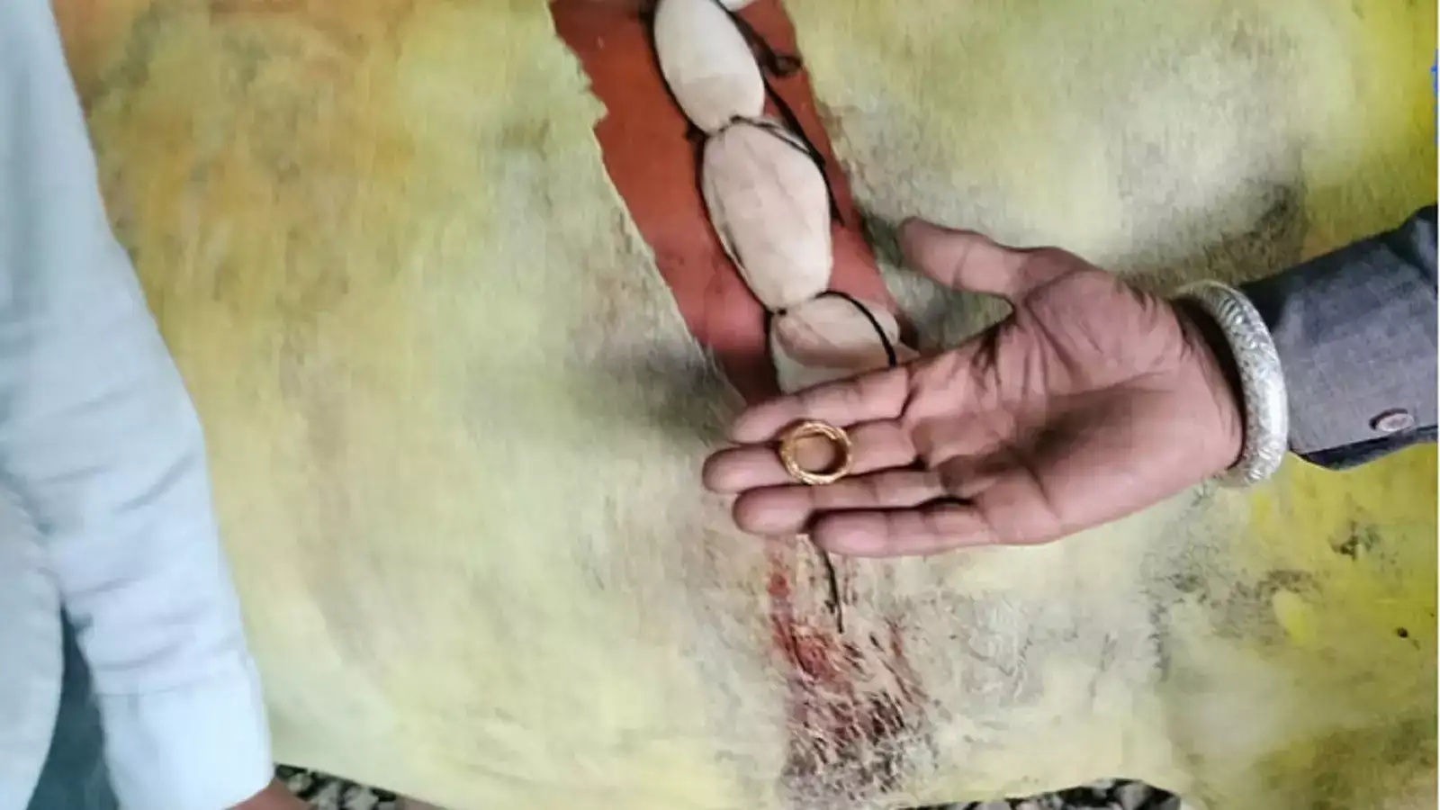 गोष्ट 'राजा'च्या 'किमती' नैवेद्याची! नांदगावात बैलाच्या पोटात गेली ...