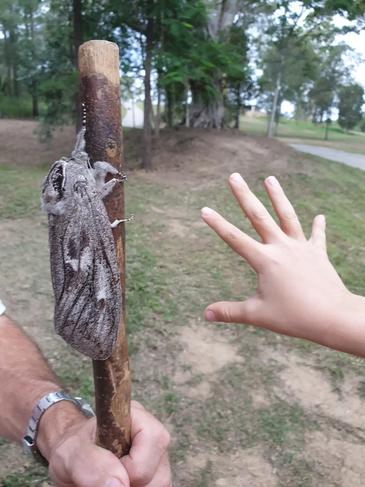Human Hand Size Moth,ಅಬ್ಬಬ್ಬಾ! ಎಷ್ಟು ದೊಡ್ಡ ಮರದ ಚಿಟ್ಟೆ! : ಮನುಷ್ಯನ ಕೈಯಗಲ ...