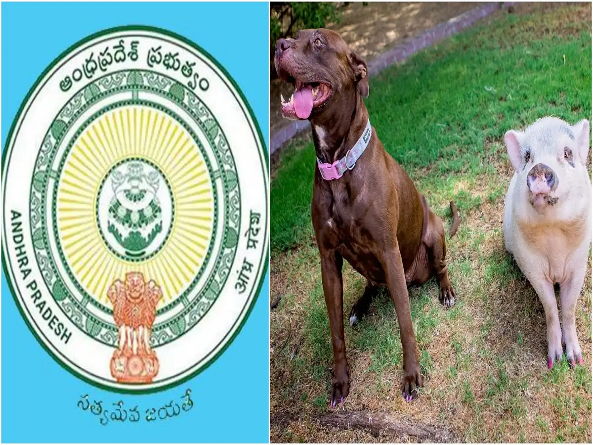 Ap Dogs Pigs License,ఏపీలో పంది, కుక్కలకు లైసెన్స్: తీసుకోలేదో మూడిందే ...