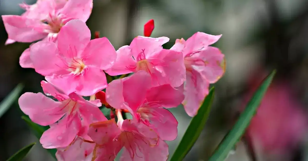 Arali Flower Poison,അരളി അപകടകാരിയോ, അരളിപ്പൂവിൽ വിഷാംശം ഉണ്ടോ? - arali ...