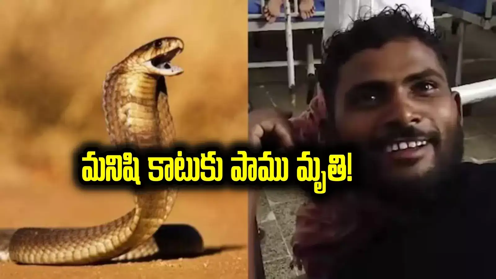 మనిషిని కరిచి చనిపోయిన పాము,Snake Bite: ఇదెక్కడి విడ్డూరం.. వ్యక్తిని కరిచి చనిపోయిన పాము ...