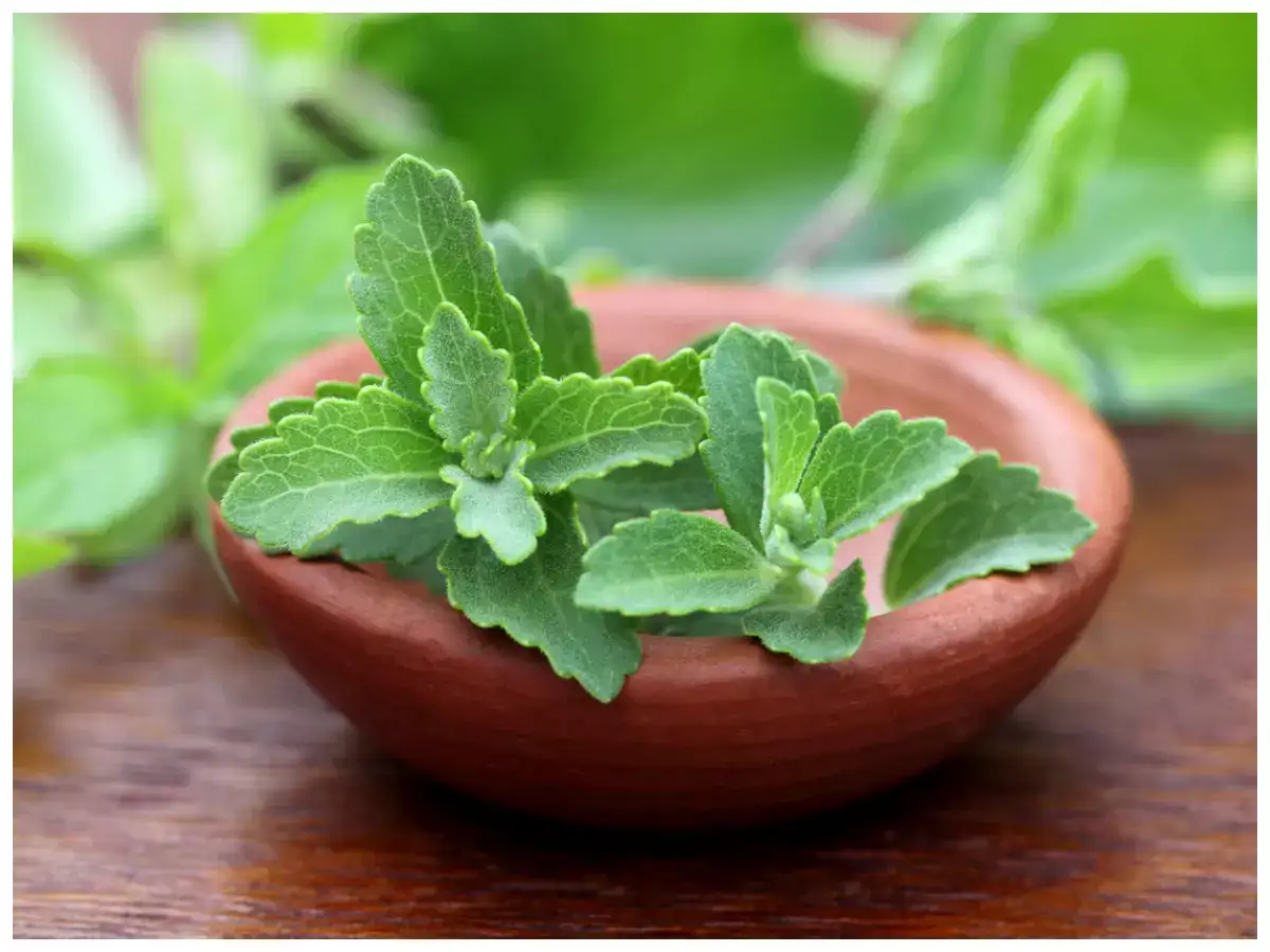Stevia Leaves Health benefits and Safety - Stevia : చక్కెర బదులు ...
