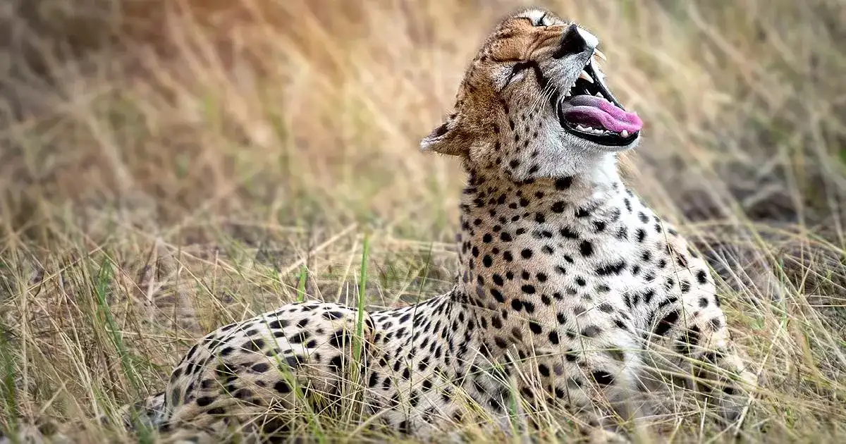 How Does Cheetah Voice Sound; Video from Kuno National Park