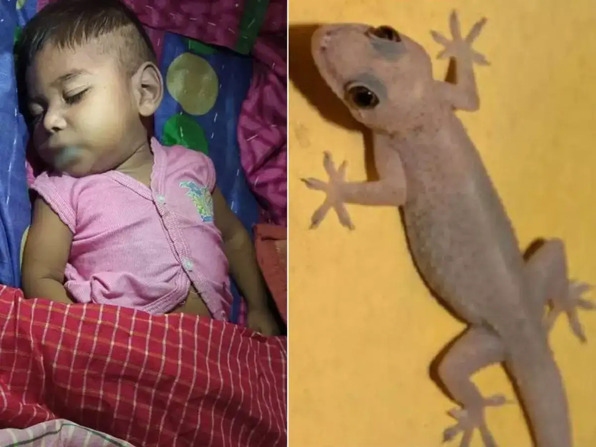 Chhattisgarh Lizard In Mouth Kills Child In Korba; पाल तोंडात गेल्यानं ...