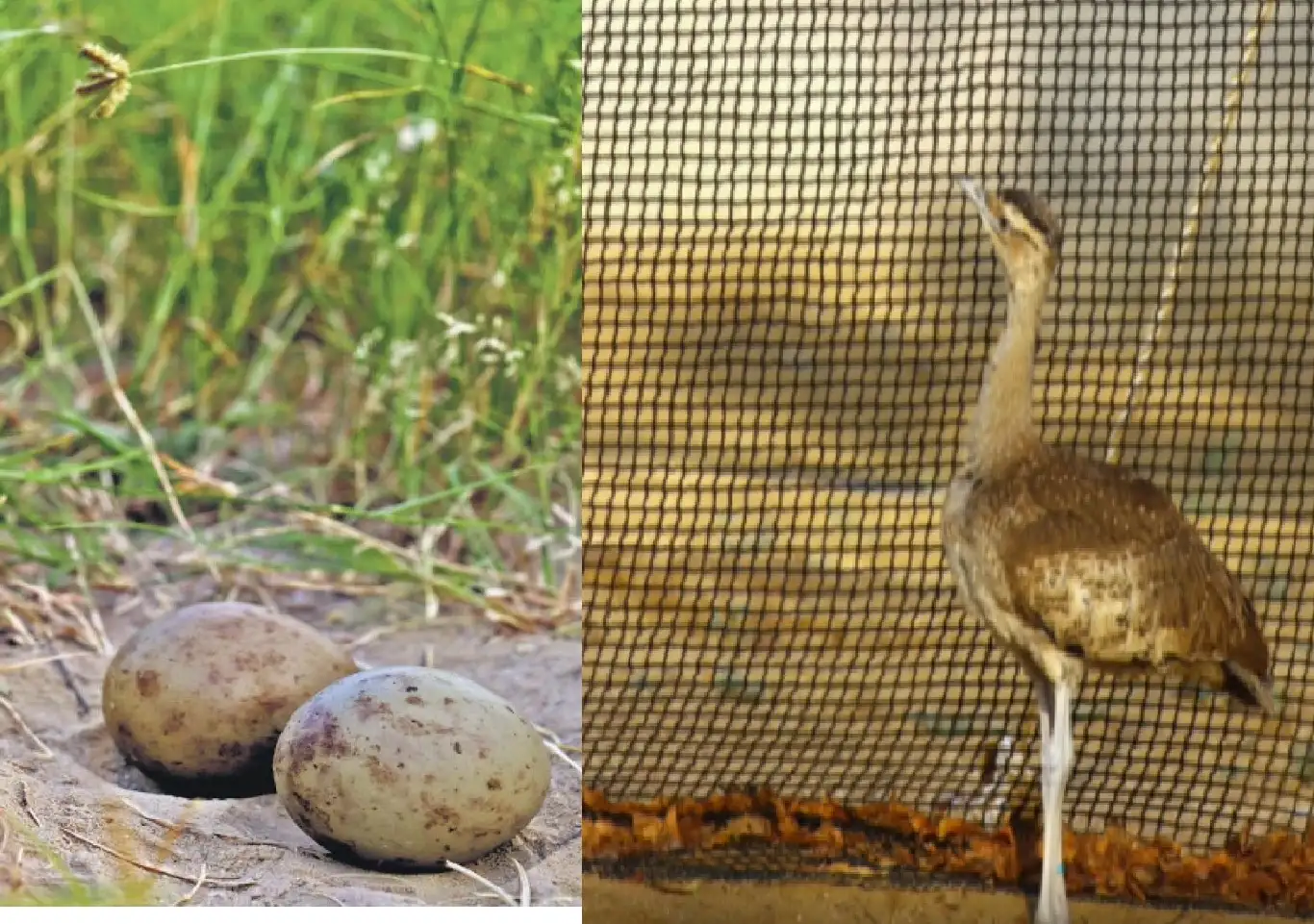 Rajasthan Desert National Park mei Godavan ne diye aandey / Rajasthan ...
