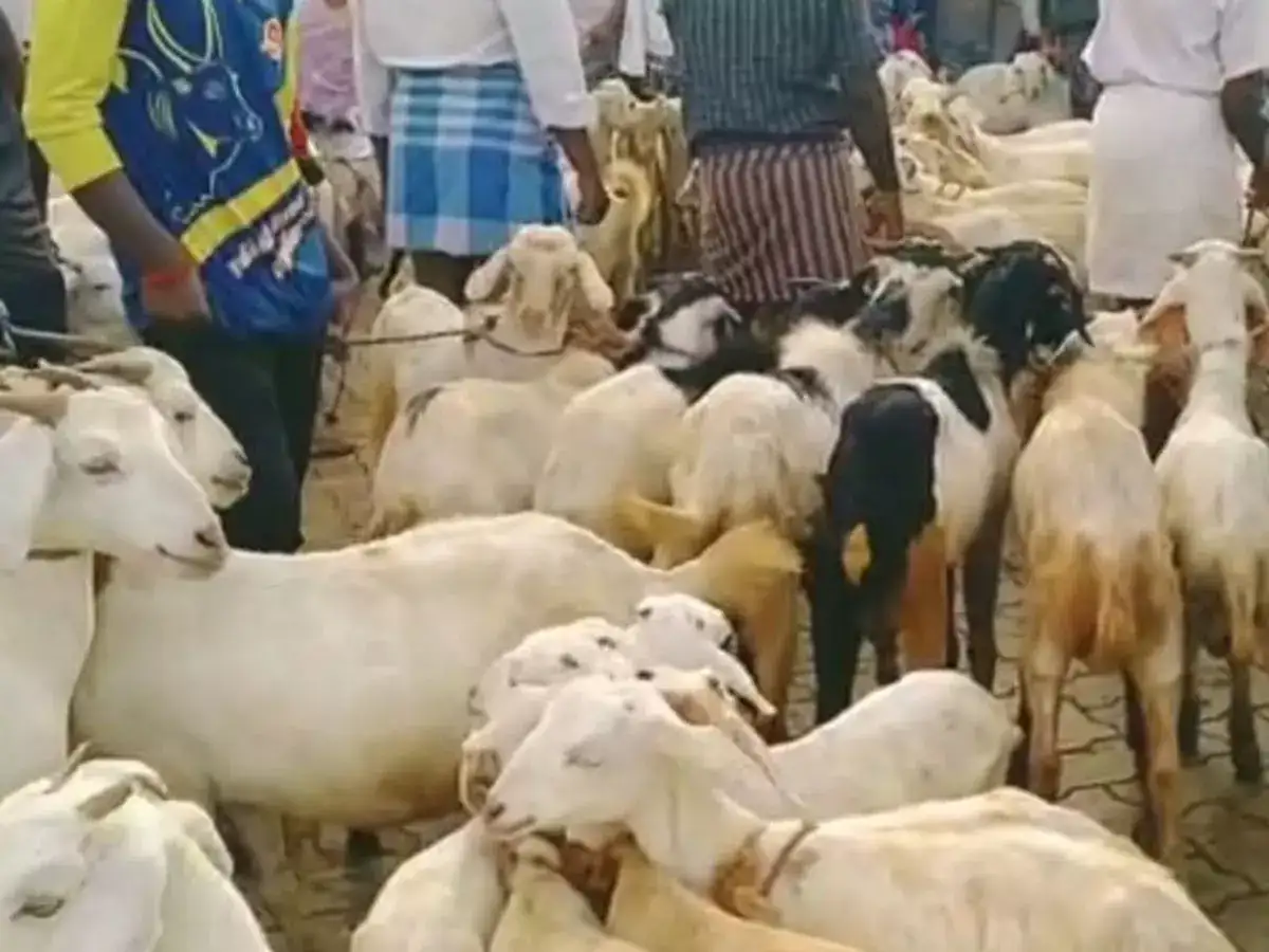 Diwali Goat Market,தீபாவளி.. சேலத்தில் 5 கோடி ரூபாய்க்கு ஆடுகள் விற்பனை ...