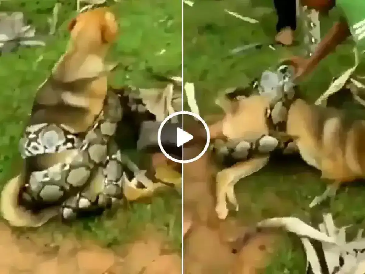 Python Vs Dog Fight Video,Video: आली लहर केला कहर! कुत्र्यासाठी १५ फुटांच्या अजगराशी भिडली लहान ...