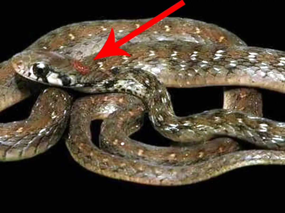 Rhabdophis Bindi Snake,நெற்றில் குங்கும பொட்டுவைத்து போன்ற புதிய வகை ...