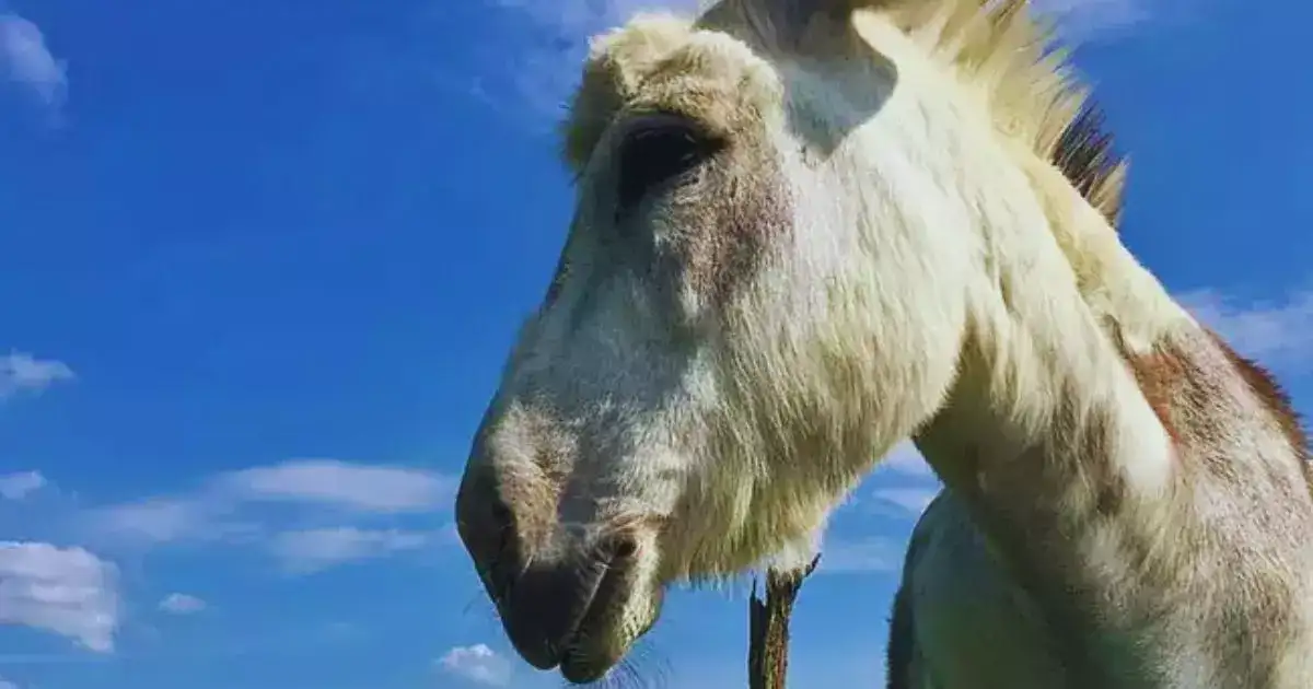 Donkeys In Pakistan : Pakistan Donkeys Populations Rises In Last One ...