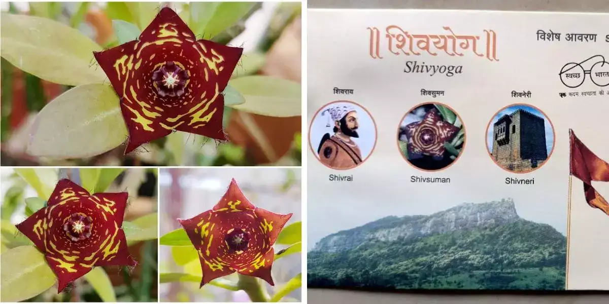 Shiv Suman Flower Name,सह्याद्रीच्या कुशीत लपलेले शिवसुमन; छत्रपती ...