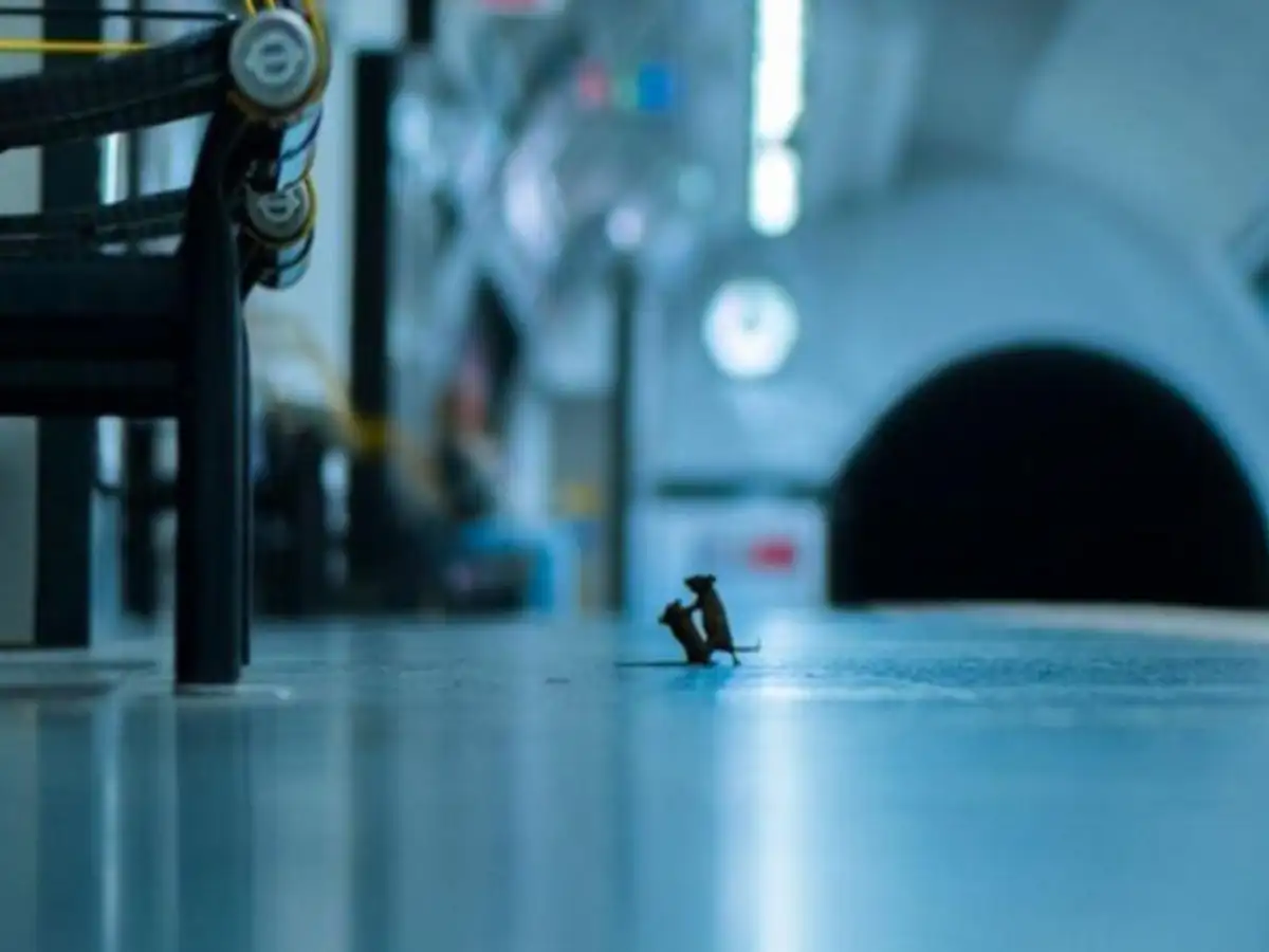 Mice Fighting Photo,Mice Fight : டான்ஸ் ஆடும் எலிகள்... - வைரலாகும் ...