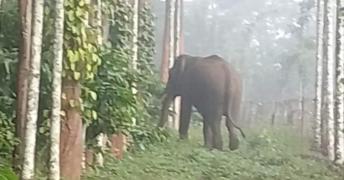 Wayanad Wild Elephant Attack: ഇരുളത്ത് കാട്ടാന എത്താത്ത ദിവസമില്ല ...