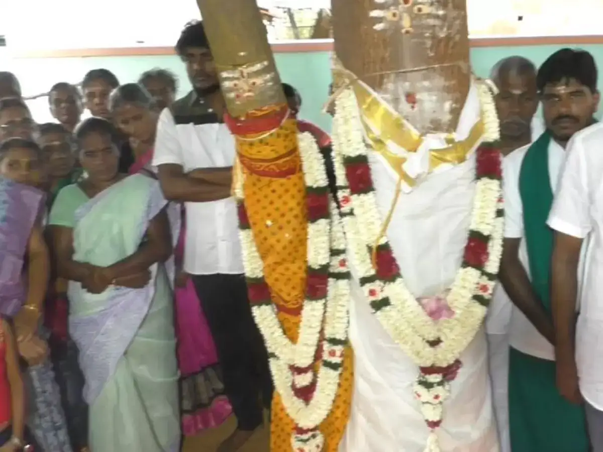 Marriage Between Trees,கரூர் அருகே அரசு-வேம்பு மரத்துக்கு திருமணம் ...