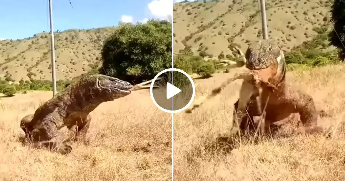 Giant lizard eat whole deer Watch Jurassic Park Sequel Video - छिपकली ...