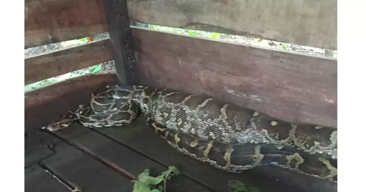 Python Swallowed Goat,ആട്ടിന്‍ കൂട്ടില്‍ ഭീമന്‍ പെരുമ്പാമ്പ്; ഒന്നിനെ ...