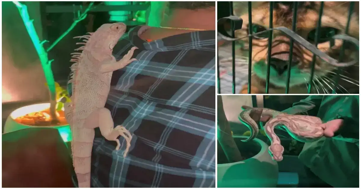 Exotic Wildlife Display,ఛీ.. ఎంతకు దిగజారిపోయర్రా.. మీ ఎంజాయ్‌మెంట్ ...