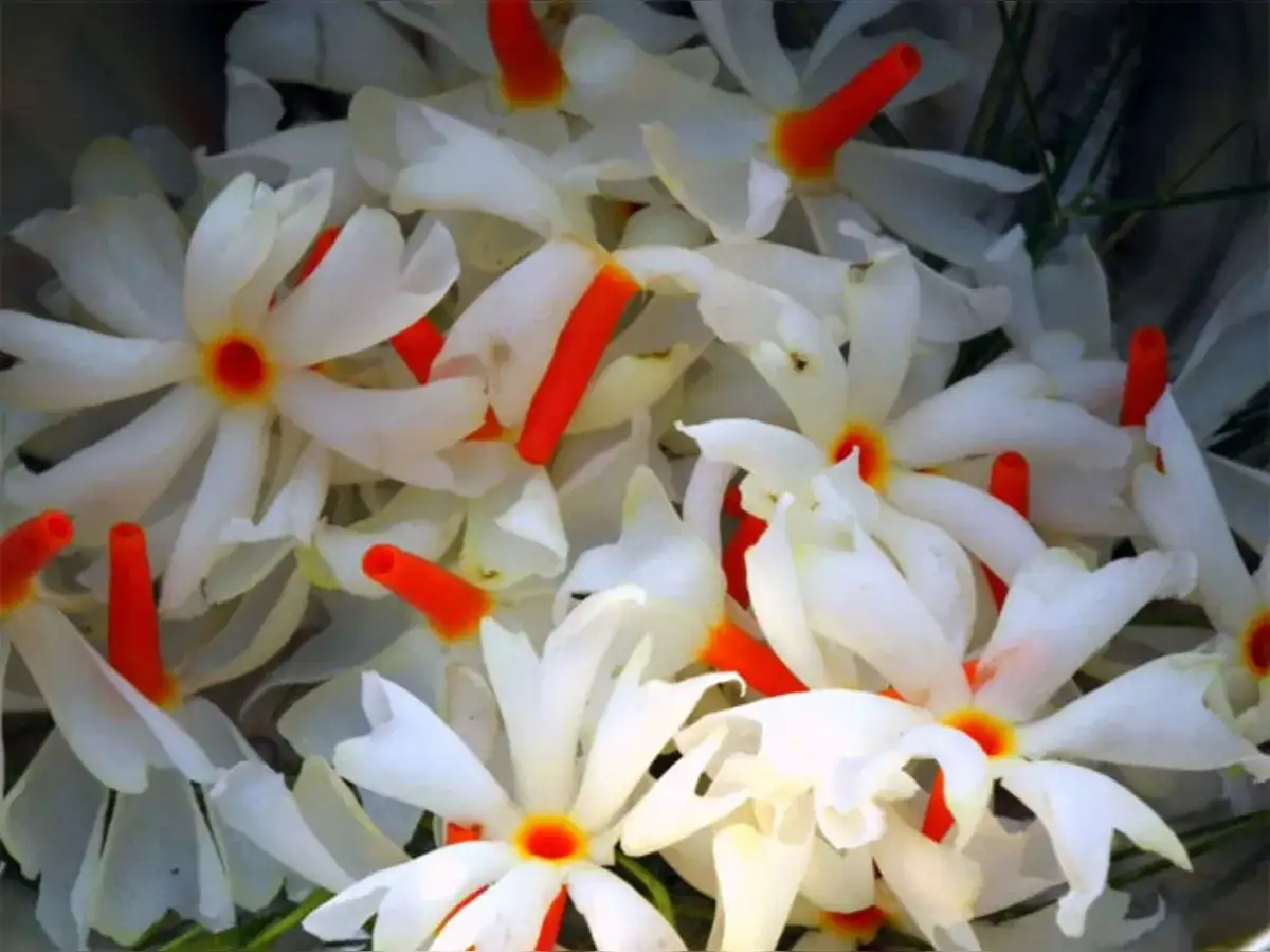 Parijat Flower Medicinal Benefits,பவளமல்லி என்னும் பாரிஜாத இலைகள் ...