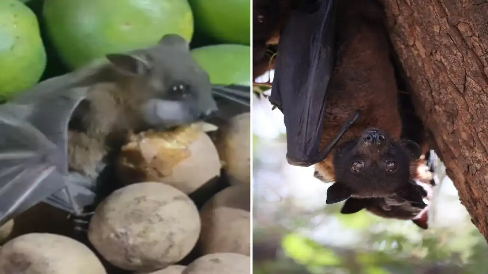 Bat Eating Fruit,বাজারে ফলের গাড়িতে হানা বাদুড়ের! জীবাণুর ভয় উড়িয়ে ...
