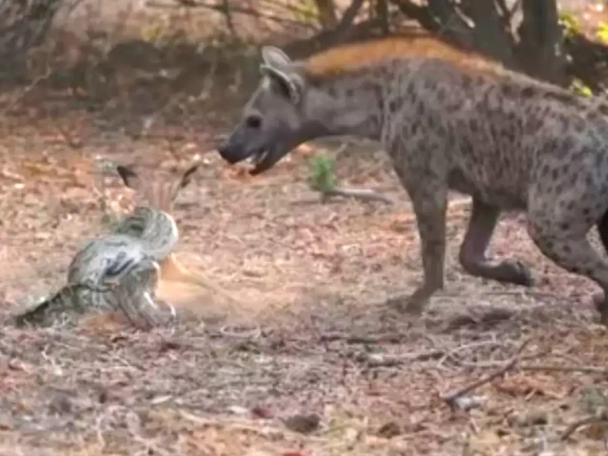Fight Between Hyena And Python,viral video: జింక కోసం హైనా, కొండచిలువ ...