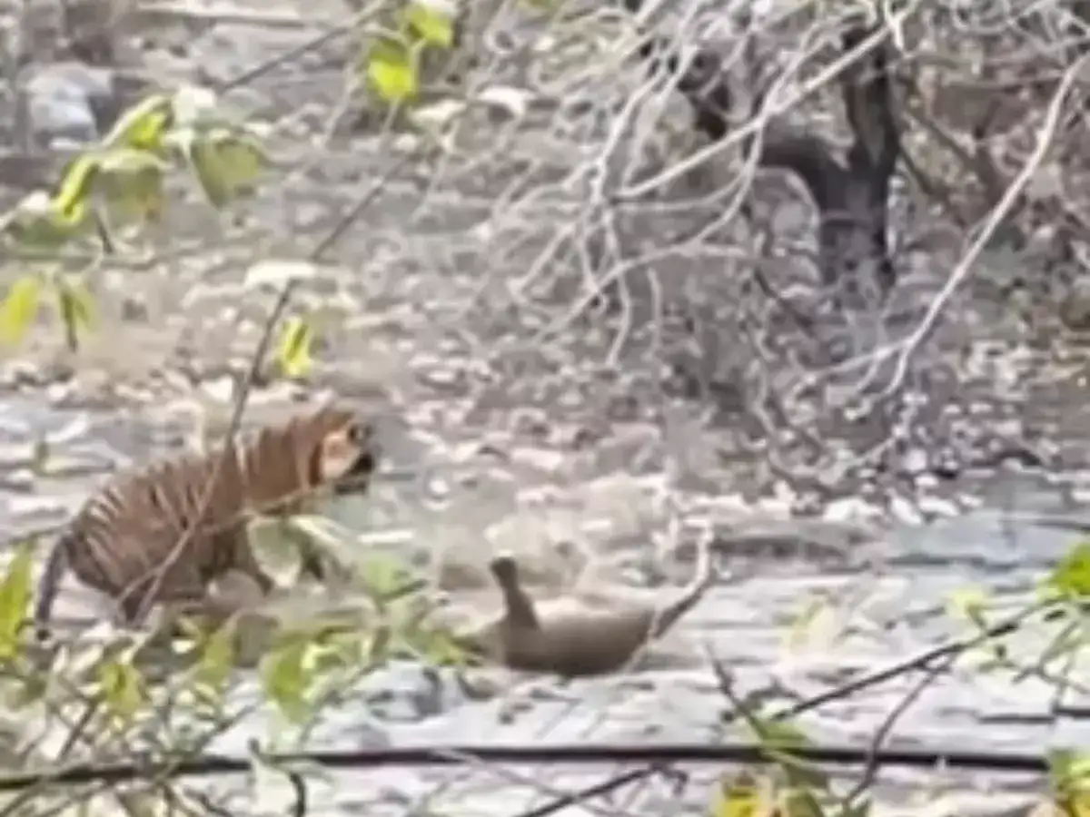 Tiger Fights With Leopard,Viral Video: ಹುಲಿ ಮತ್ತು ಚಿರತೆಯ ನಡುವೆ ಹೊಡೆದಾಟ ...