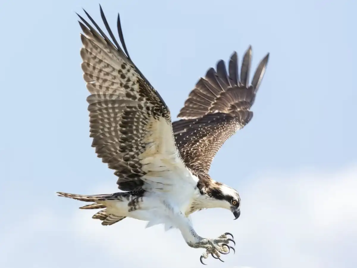 Panja Patchi Sasthiram,பஞ்சபட்சி சாஸ்திரம் என்றால் என்ன? - அதன் பயன்கள் ...