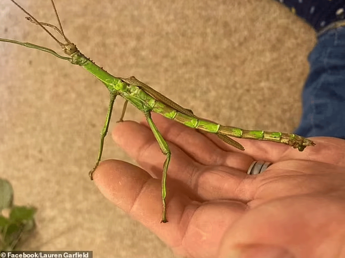 Half Male And Half Female Insect: Gynandromorph Dual Gender Stick ...