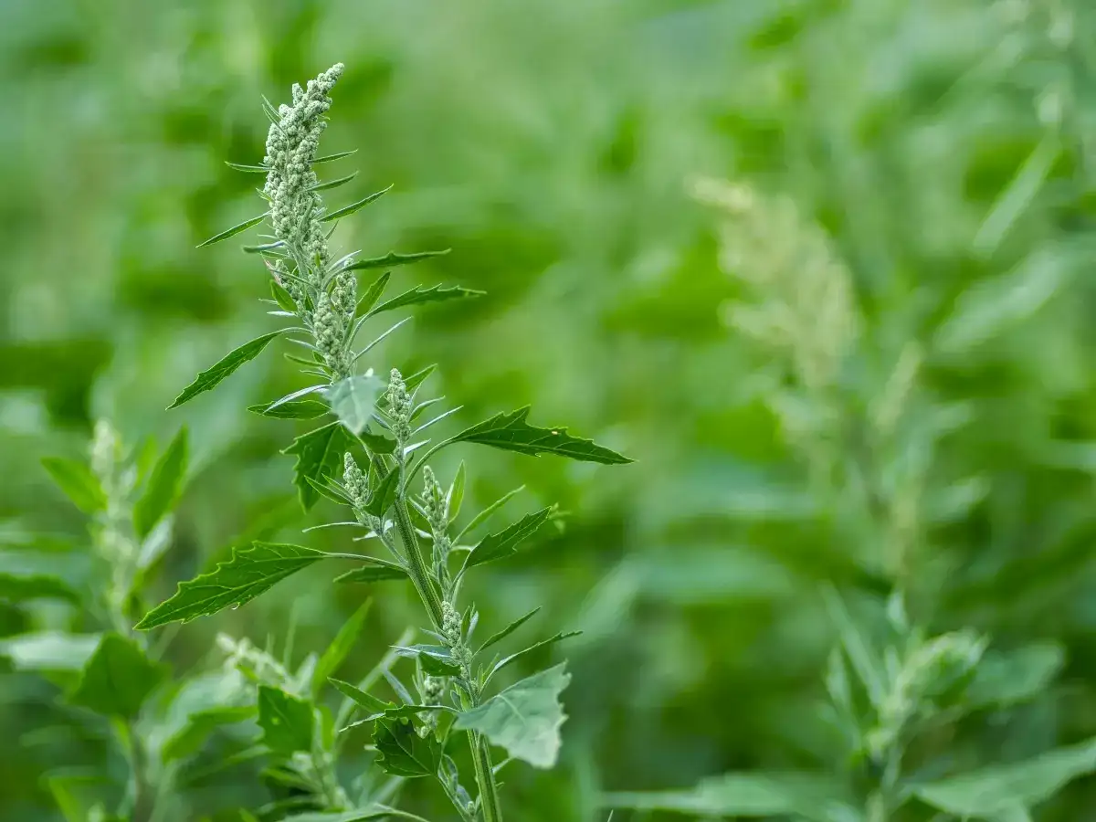 Benefits Of Eating Bathua In Winter,Bathua health benefits: శీతాకాలంలో ...